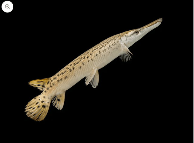 Alligator Gar – Habitat, Diet, Lifespan & Fascinating Facts