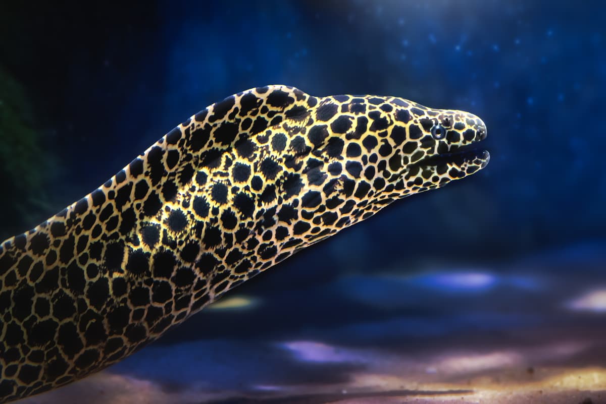 Moray Eel – Habitat, Diet, Size, and Fun Facts