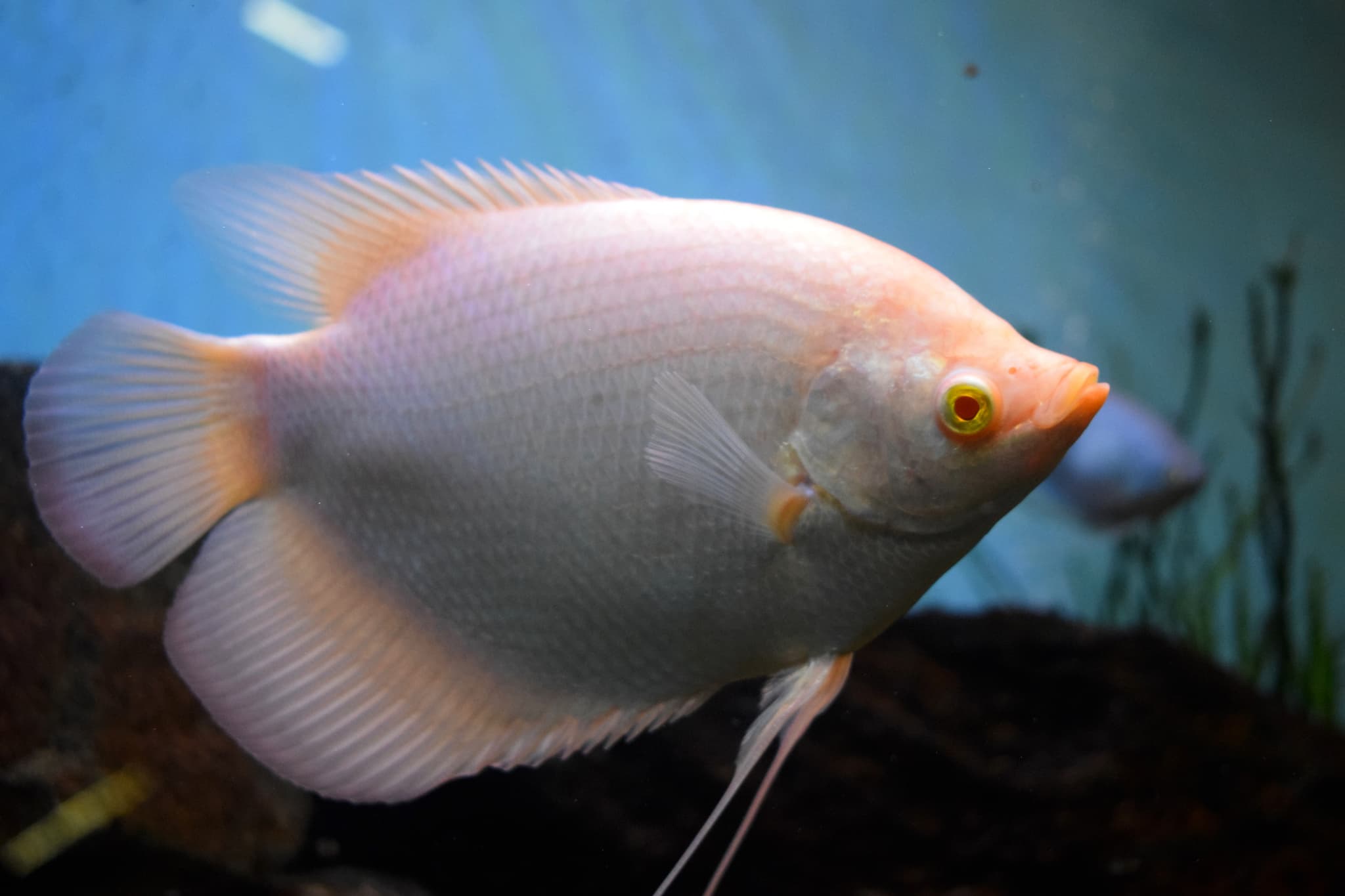 Giant Gourami – Habitat, Diet, Lifespan, and Facts