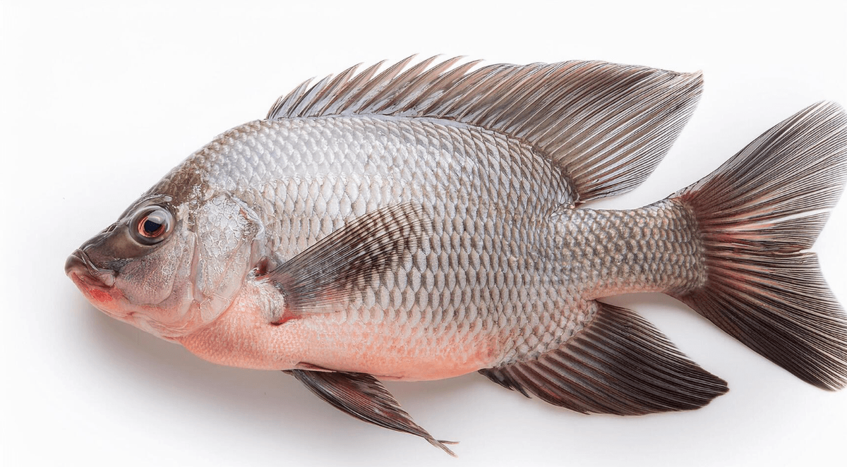 Tilapia Fish – Habitat, Adaptability, Diet, and Facts
