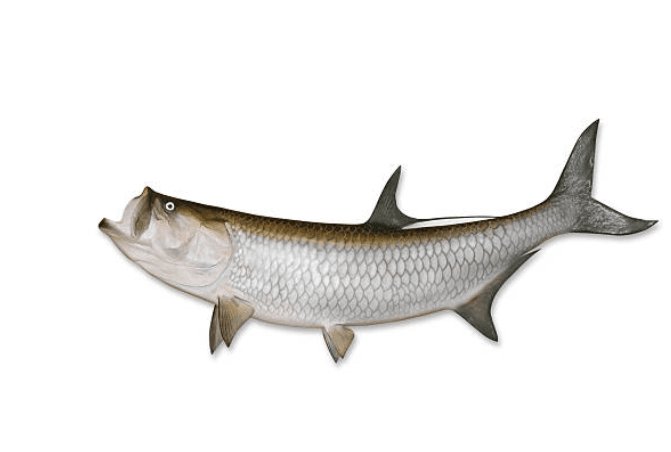Tarpon Fish – Habitat, Diet, Size, and Fascinating Facts