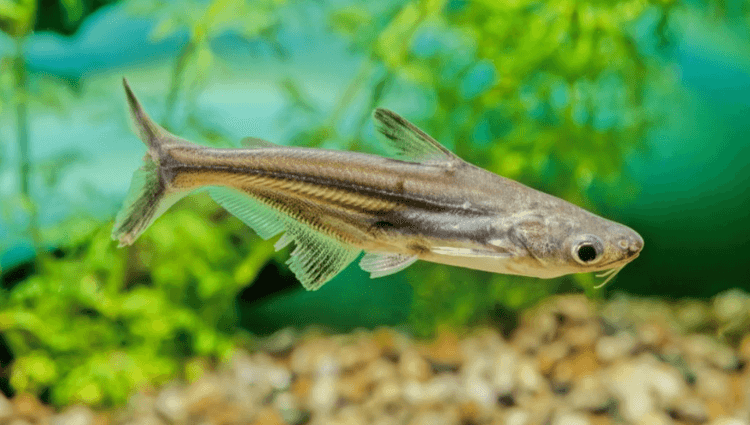 Iridescent Shark – Habitat, Diet, Lifespan & Aquarium Tips