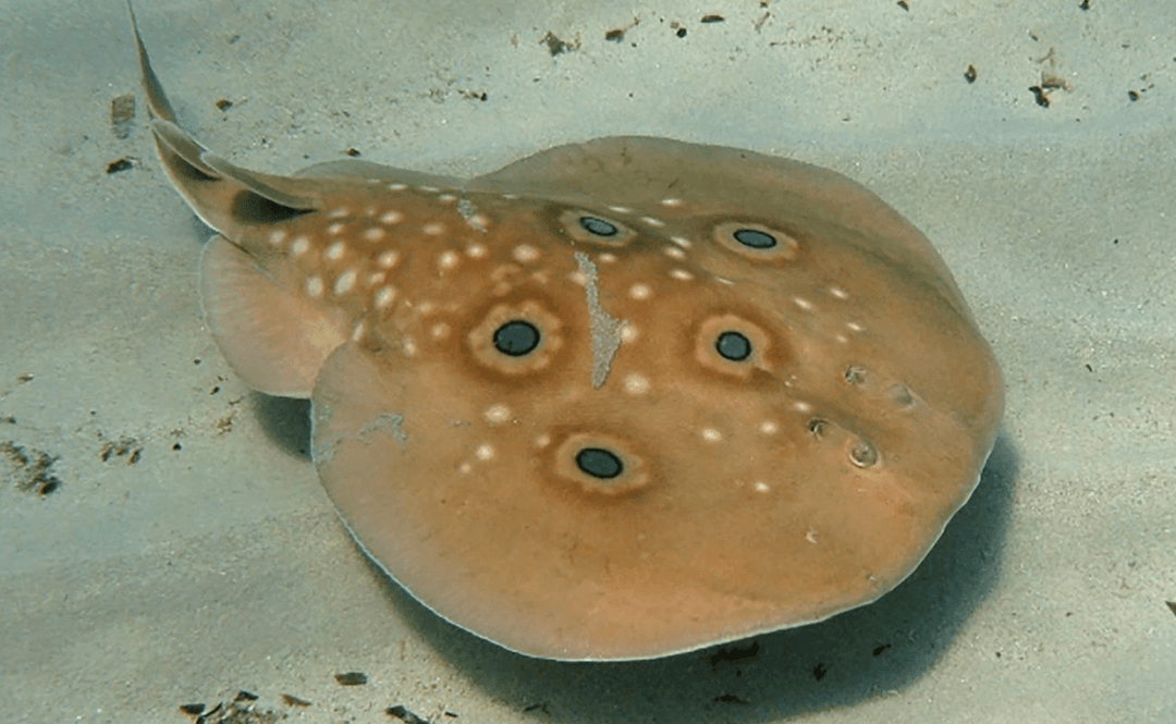 Electric Ray – Marine Predator with Shocking Power