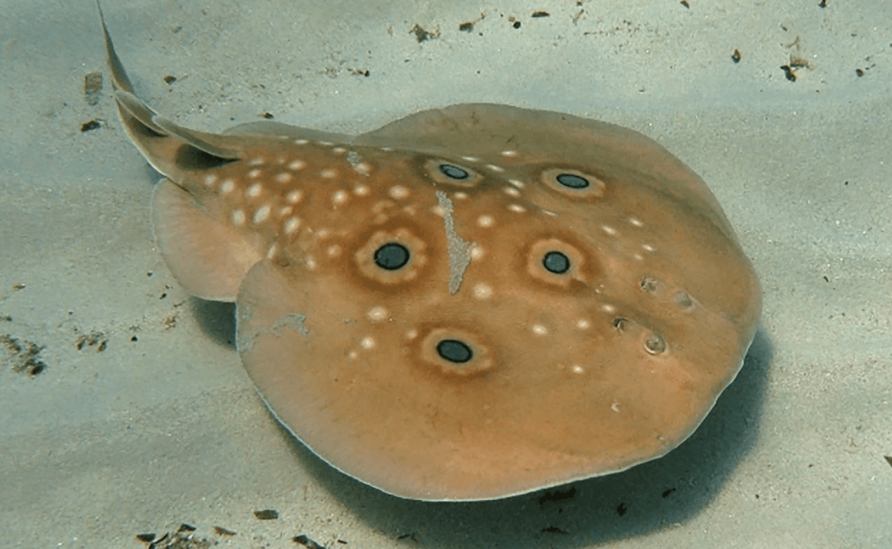 Electric Ray – Marine Predator with Shocking Power