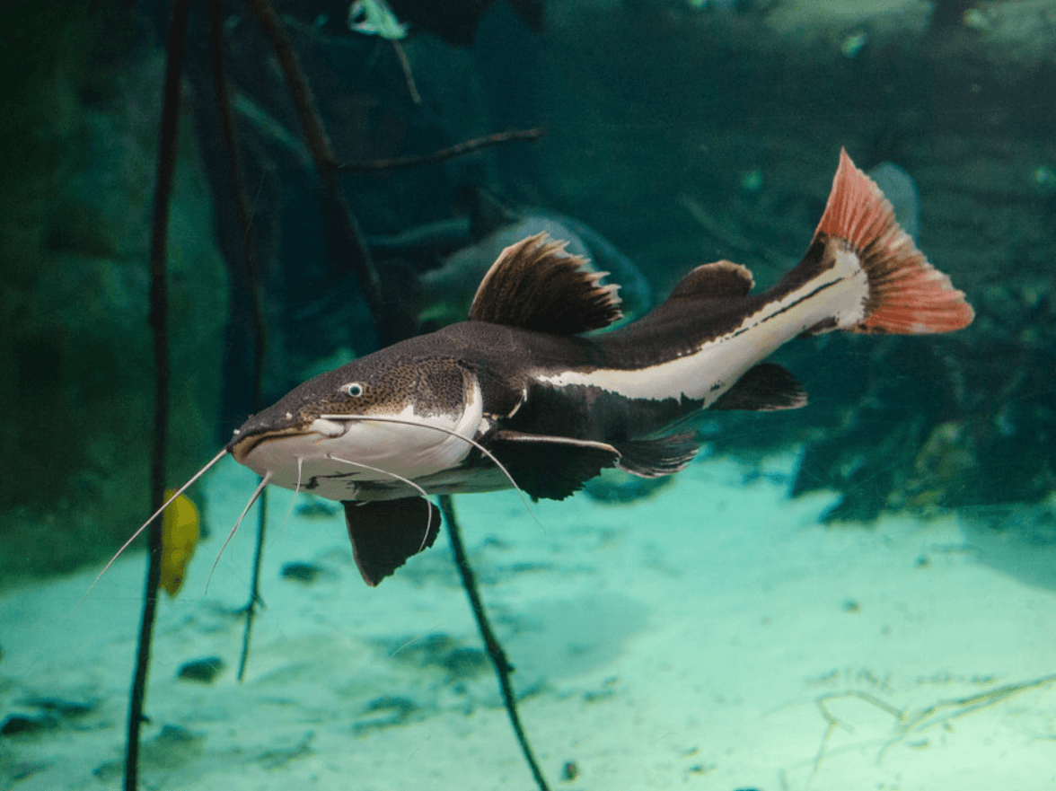 Redtail Catfish – Facts, Care, and Habitat