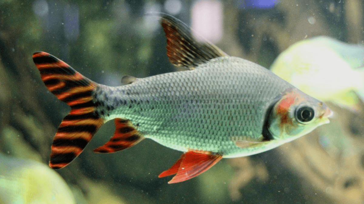 Flagtail – Diet, Behavior, Habitat & Fun Facts