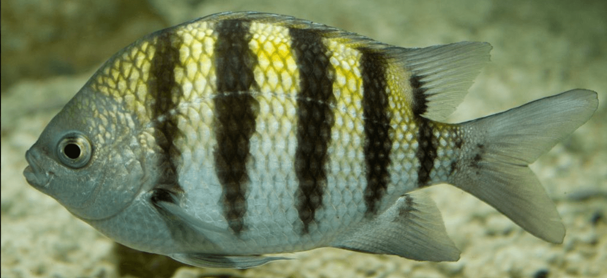 Sergeant Major Fish – Habitat, Behavior, Lifespan & Fun Facts