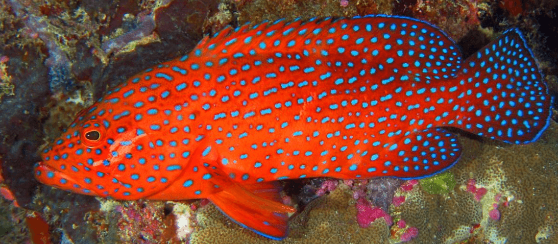 Grouper Fish – Habitat, Diet, Size & Unique Hunting Behavior