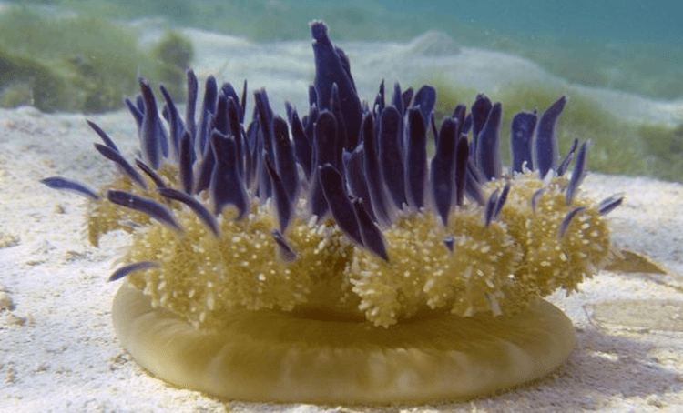 Upside-down Jellyfish (Cassiopea xamachana) – Habitat, Algae Symbiosis ...