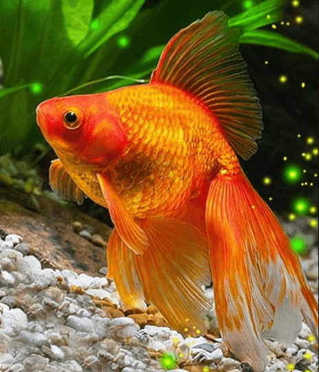 Goldfish (Carassius auratus) – Colors, Care, Diet & Fun Facts