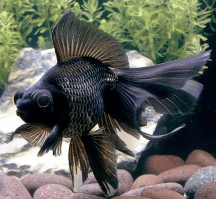 Black Goldfish (Black Moor) – Features, Care, Diet & Facts