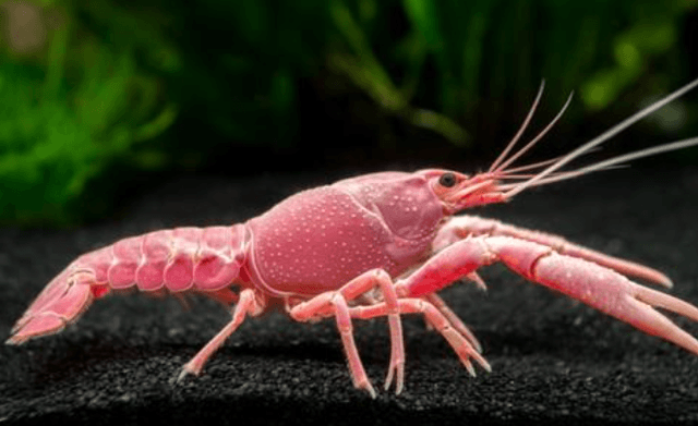 Crayfish – Habitat, Diet, Lifespan & Interesting Facts