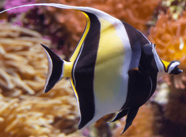 Moorish Idol – Diet, Habitat, Care & Behavior in Reefs