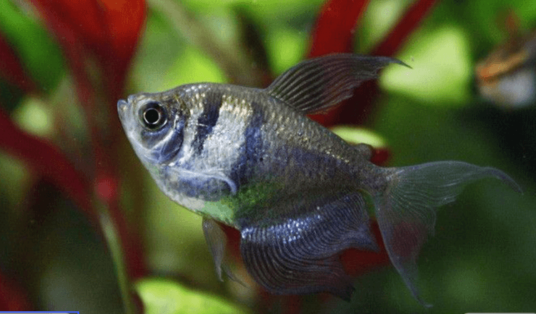 Widow Tetra – Care, Size, Diet & Tank Compatibility