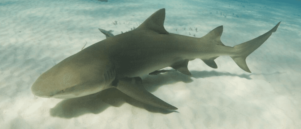 Lemon Shark – Habitat, Diet, Size, and Conservation Status