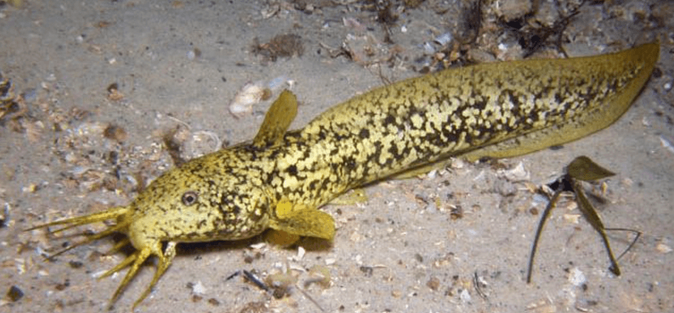 Cobbler Fish – Habitat, Diet, Size, and Interesting Facts