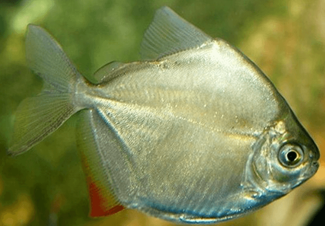 Silver Dollar Fish – Care, Habitat, Diet, Lifespan & Facts
