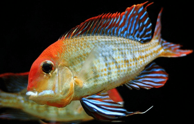 Geophagus Red Head Tapajos – Size, Lifespan, Diet, Habitat & Behavior