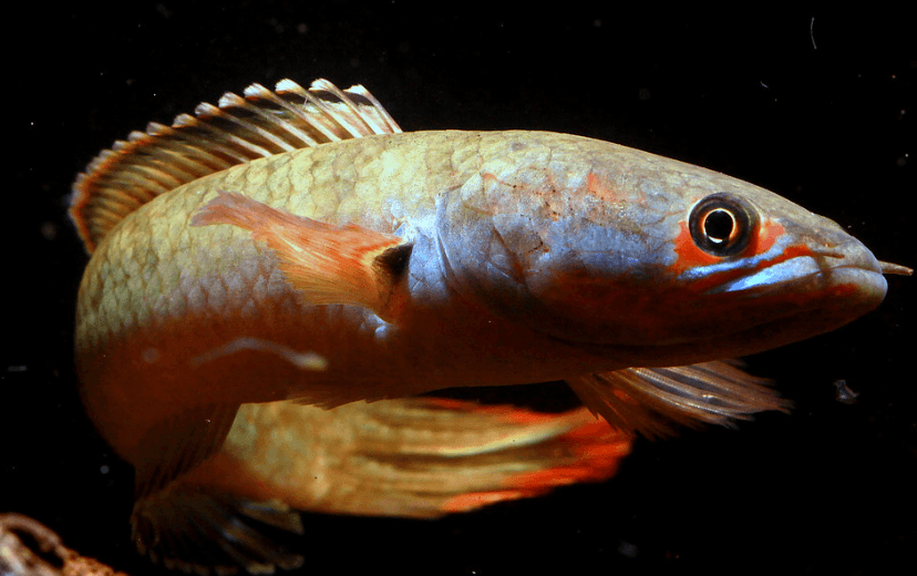 Snakehead Fish – Habitat, Diet, Lifespan & Unique Abilities