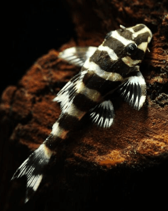 Pleco Fish – Types, Size, Lifespan, Diet & Aquarium Care