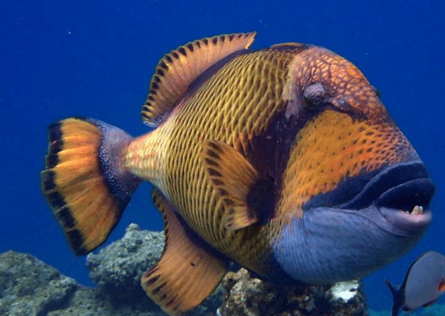 Titan Triggerfish – Habitat, Size, Diet, Behavior & Lifespan