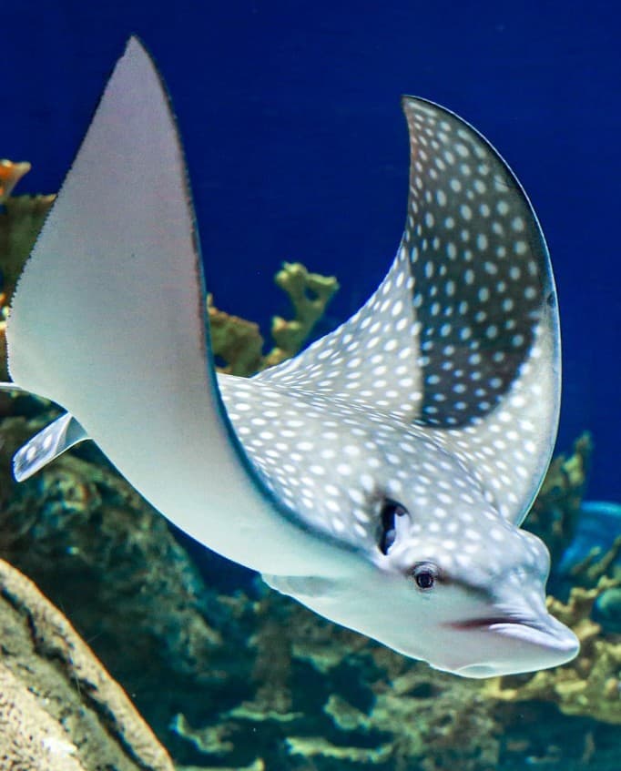 Eagle Ray – Habitat, Size, Diet, Lifespan & Conservation