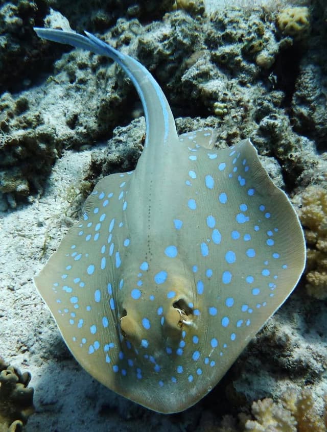 Stingray – Habitat, Size, Diet, Behavior & Conservation