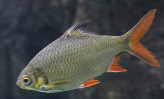 Tinfoil Barb – Size, Behavior, Lifespan & Aquarium Care